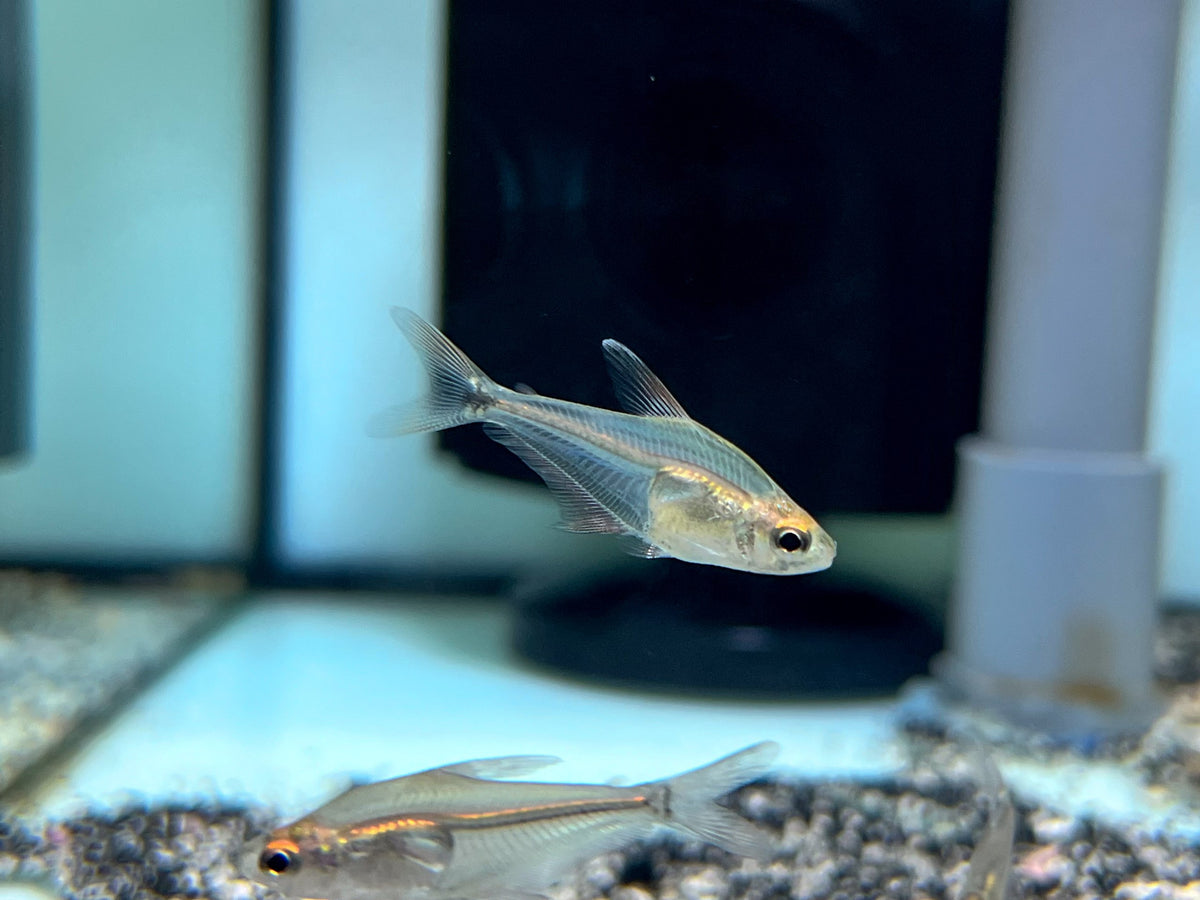 * Tetra/Barb * Phenacogaster cf. capitulata “Orangefin Big Eye Glass T ...