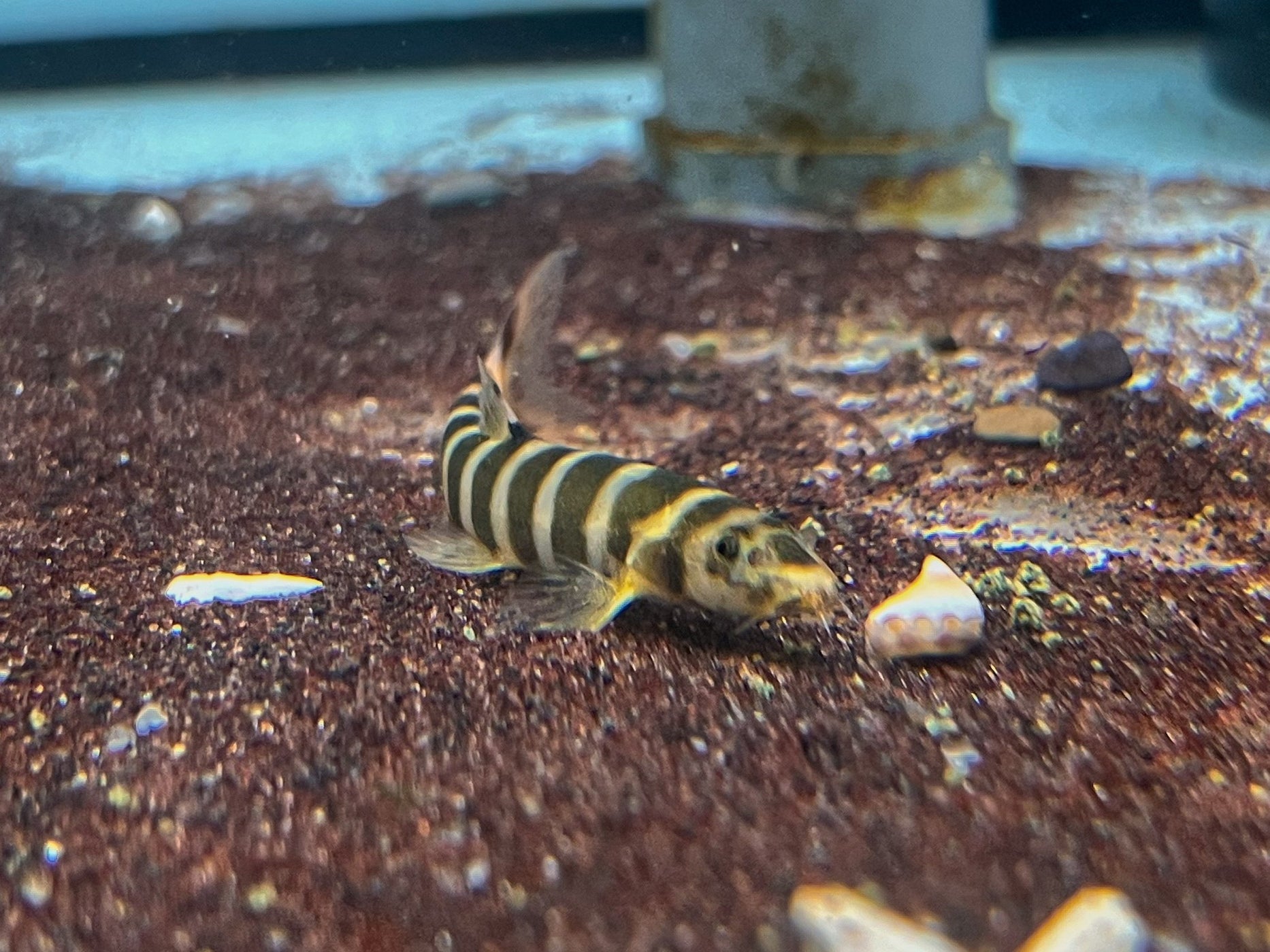 * Other Species * Kapuasia falaris (Barito Tiger Loach) 6-8cm — jzxonline