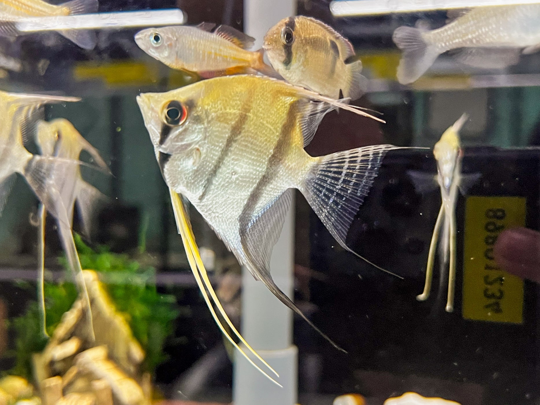 * Discus/Angelfish * Pterophyllum scalare "Rio Nanay" 5-6cm — jzxonline