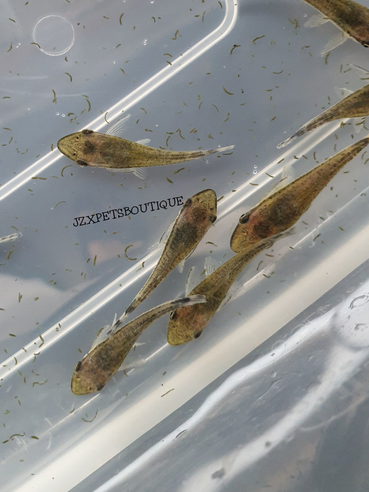 * Pleco * Otocinclus “Common Oto” (10 pieces) — jzxonline