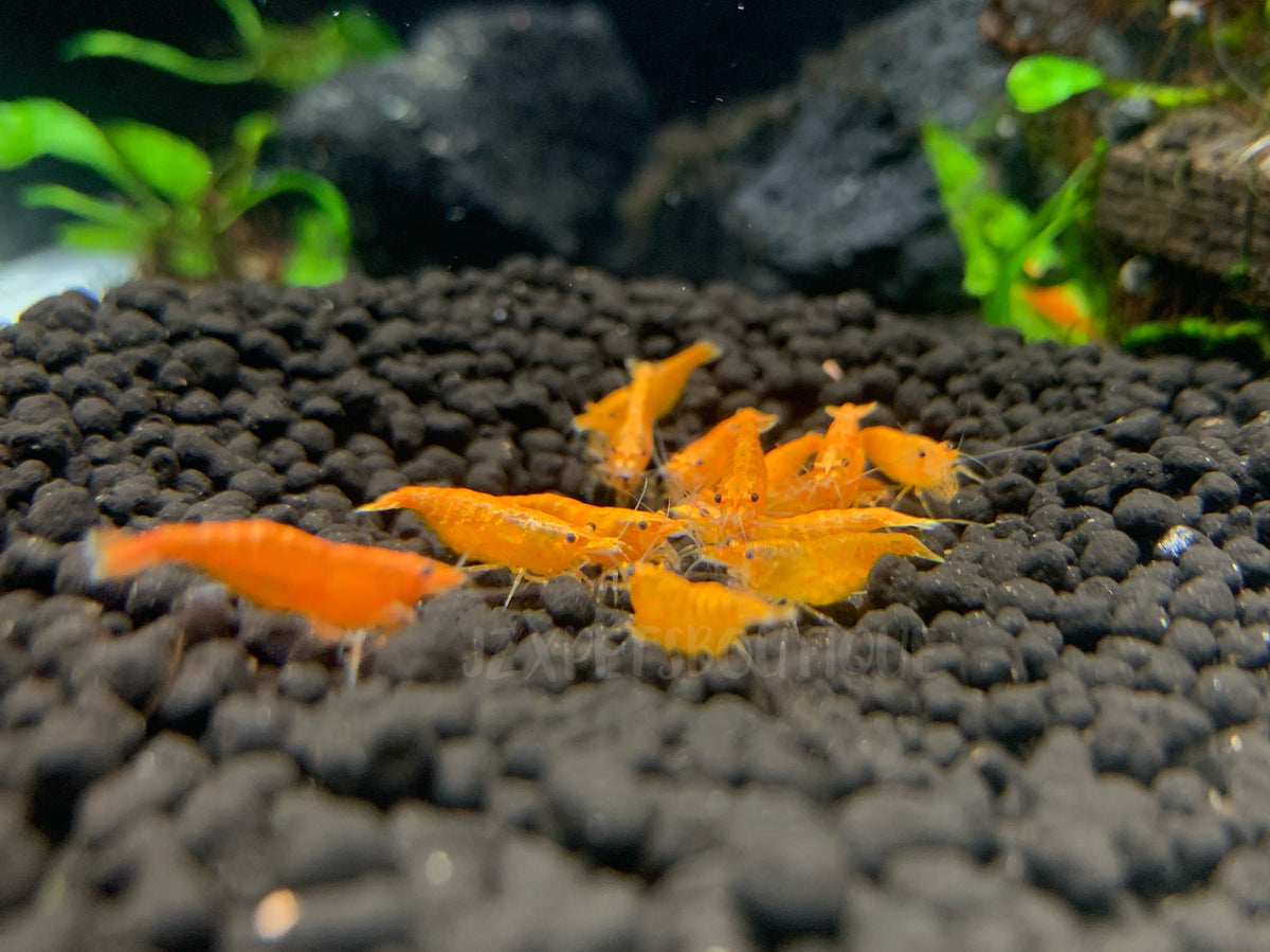 * Shrimps * Orange Cherry Shrimps (10 pieces) — jzxonline