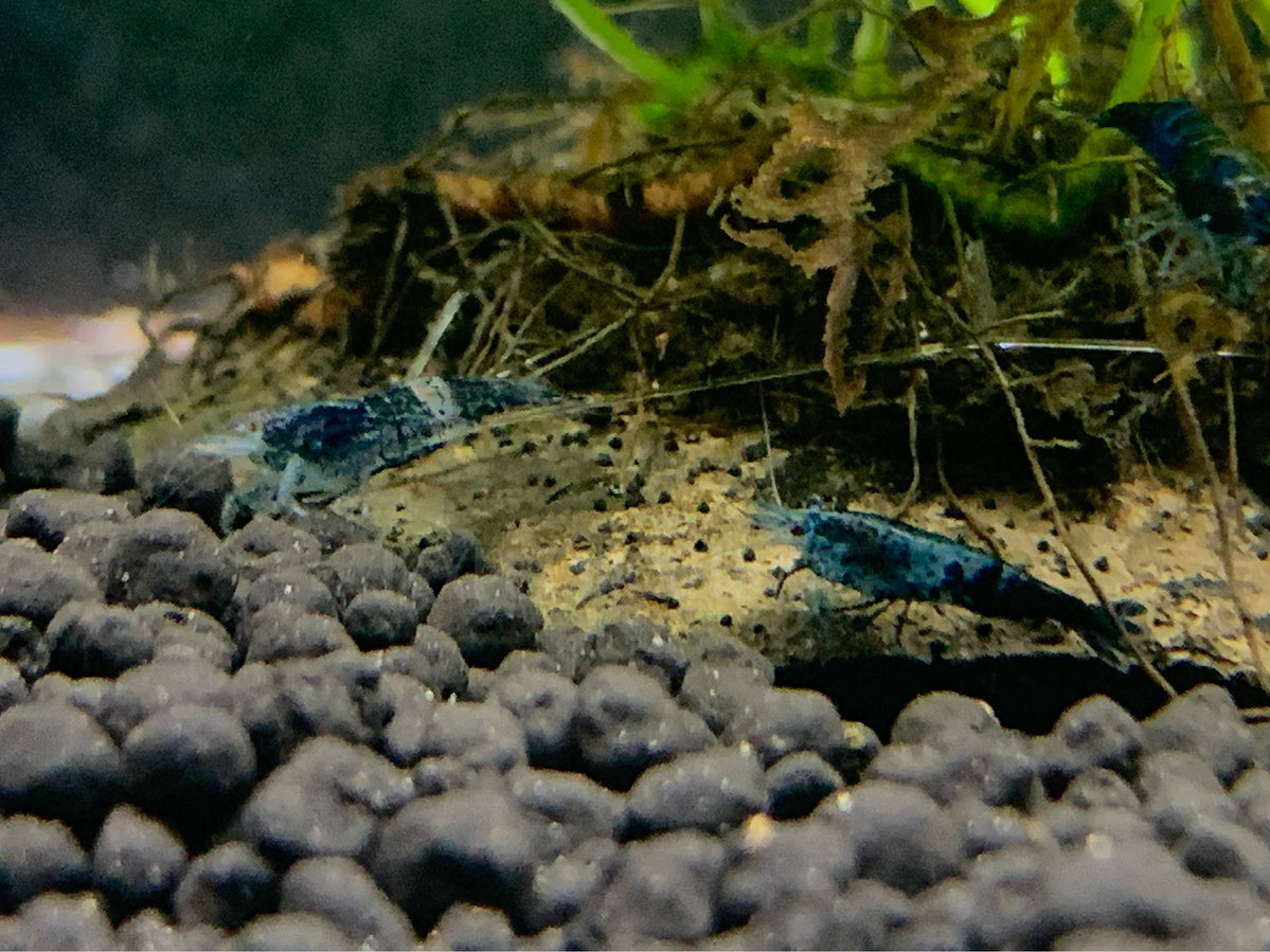 * Shrimps * Blue Rili Shrimps (10 pieces) — jzxonline